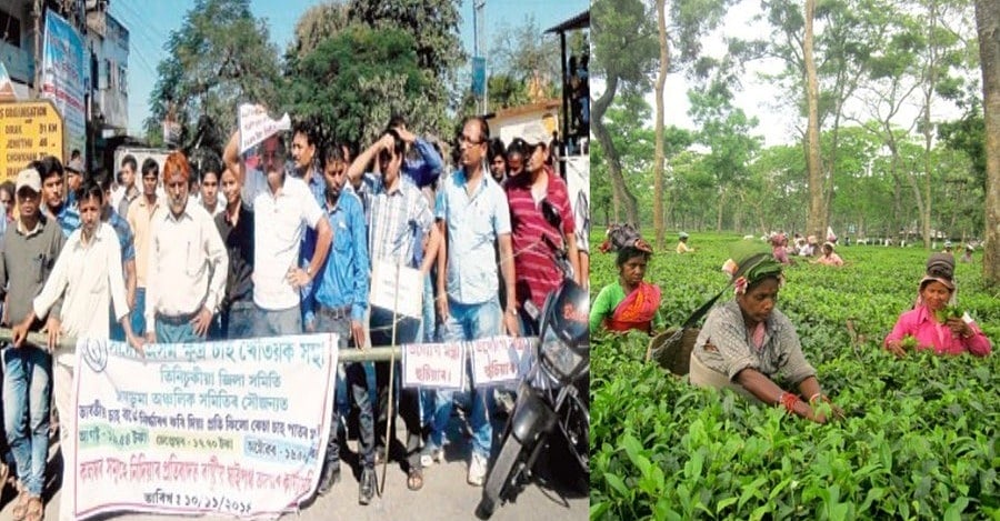 Tea Growers Protest over Minimum Price Violation of Tea Leaves