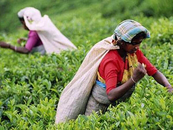 Assam Chah Karmachari Sangha Slams Apeejay Tea Limited for ‘Autocratic ...