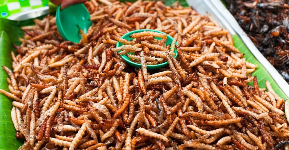 Insects: The Super Foods with Super Nutritional and Economic Values