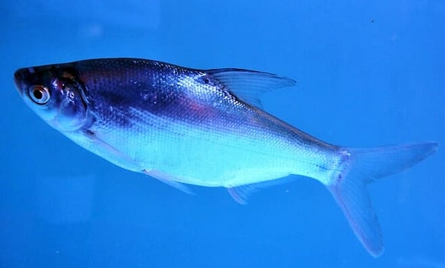 The Hilsha of Manipur- Pengba/ Belangiri Puti