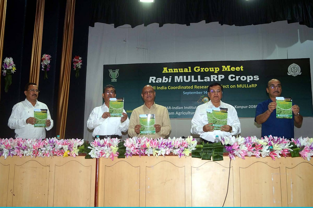 Production of pulses has increased in India, say experts