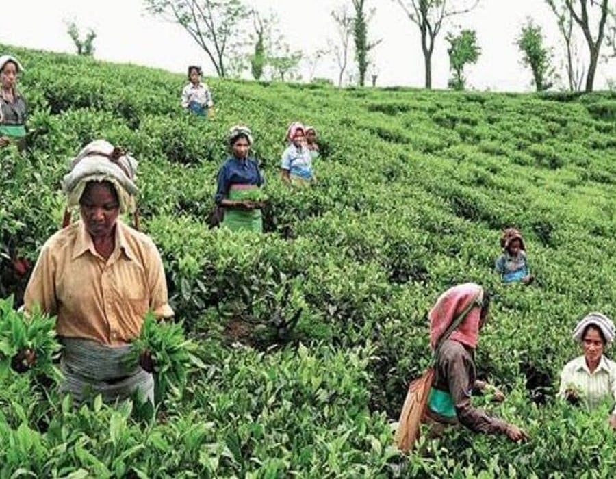 Wage Compensation of Rs 12,000 Brings Respite for Pregnant Tea Workers