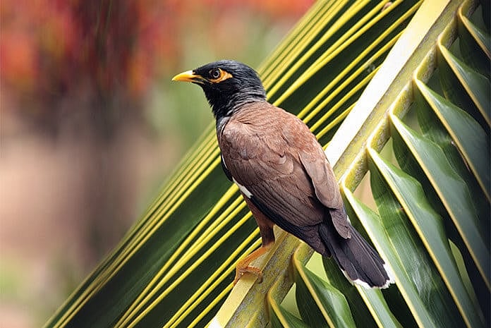 Manipur Police Arrests Man for Poisoning Birds