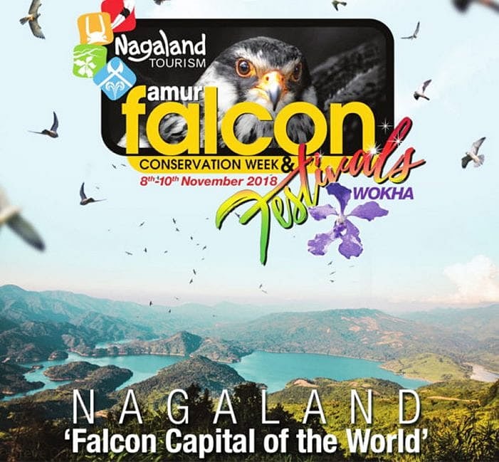 The First Ever Amur Falcon Festival is to be Held in Nagaland