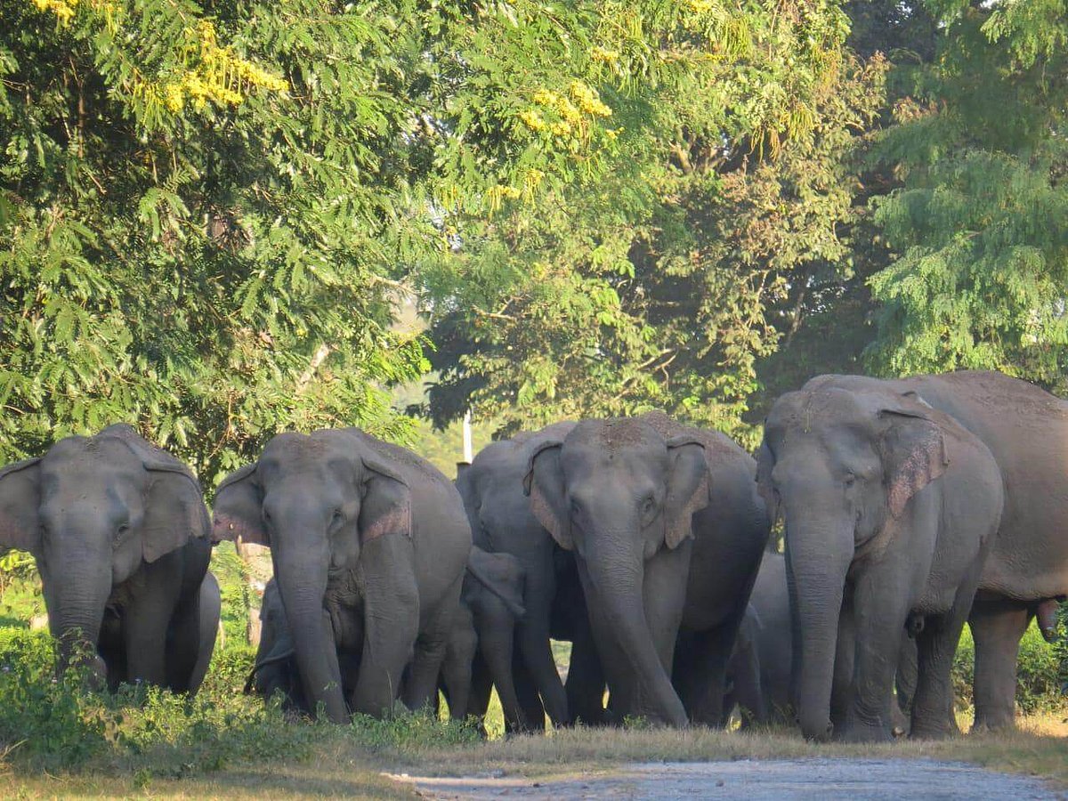 Four people, one elephant killed in a month in Udalguri