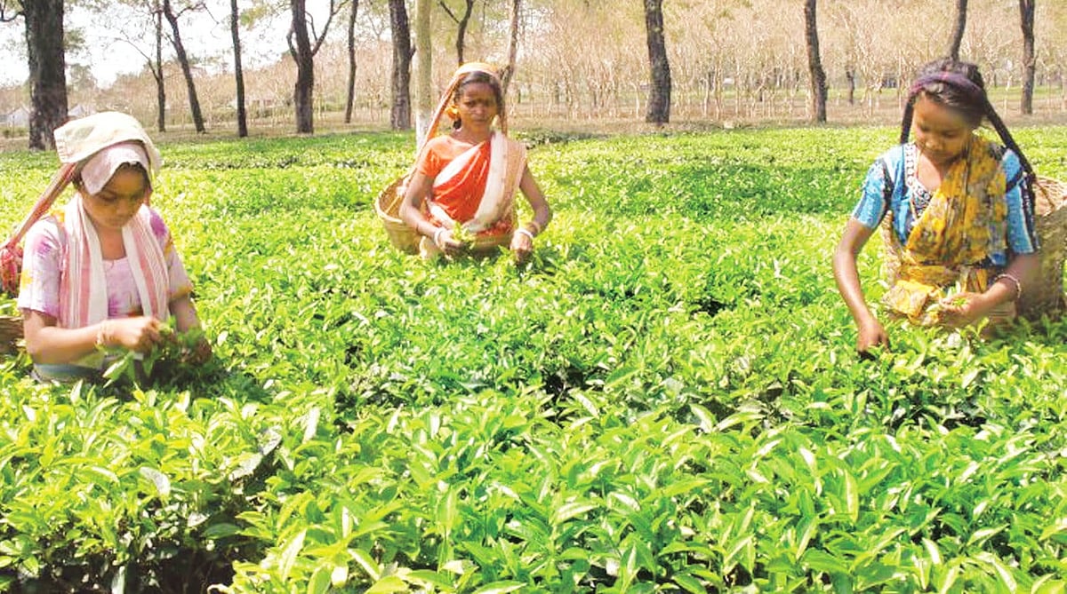 Barak Valley Tea Estates to face Dispur wrath