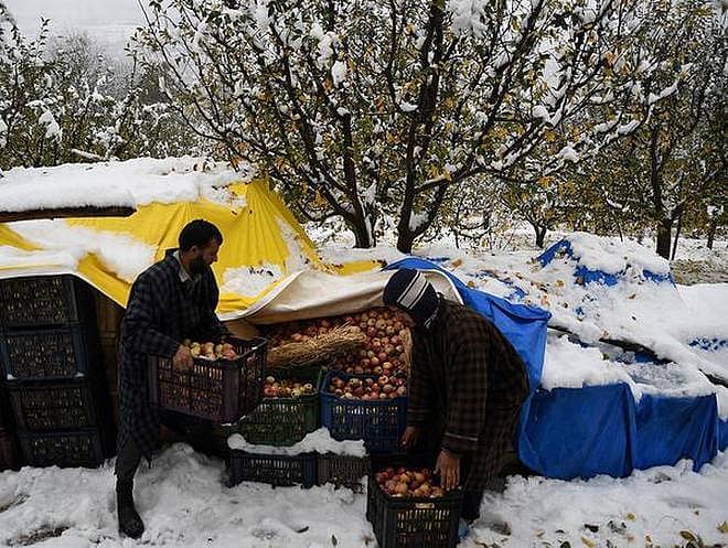 First Seasonal Snowfall in Kashmir caused Heavy Damage to Apple Orchards