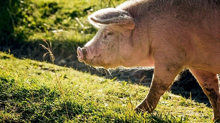 Ban on transport, slaughtering and selling of pigs in Biswanath Chariali