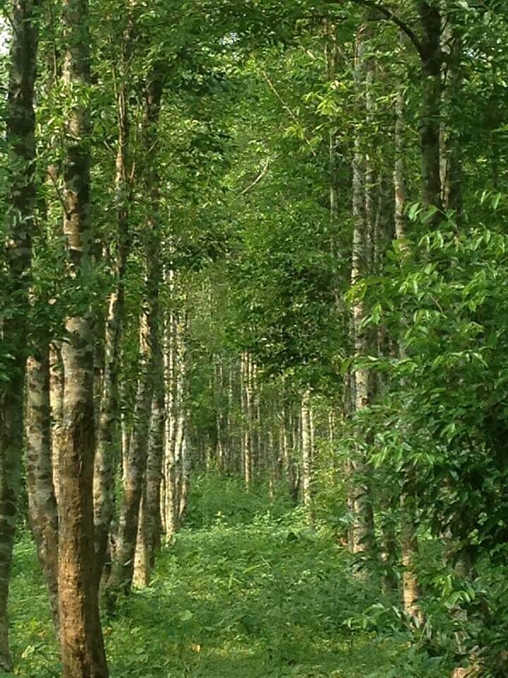 Declare Sashi plantation as agri-based farming, urges successful ...