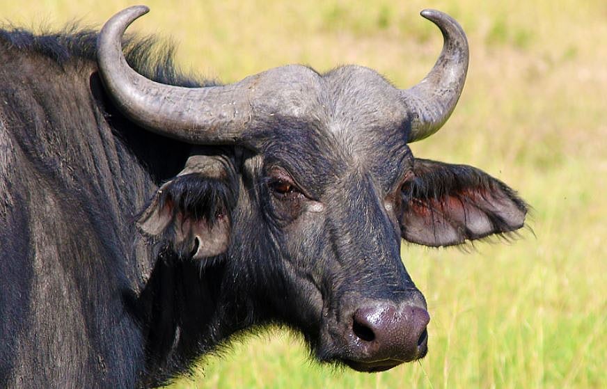 30,000 Animals To Be Sacrificed at Nepal Temple Festival