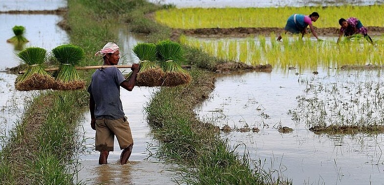 NABARD Survey Reveals Farmers’ Income Woes In Assam