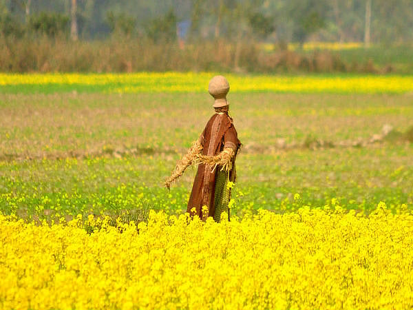 Mayong block running without Block Development Officer