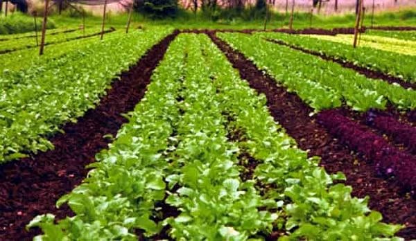 Organic farm Pabhoi Jaivik Farm inaugurated in Biswanath district