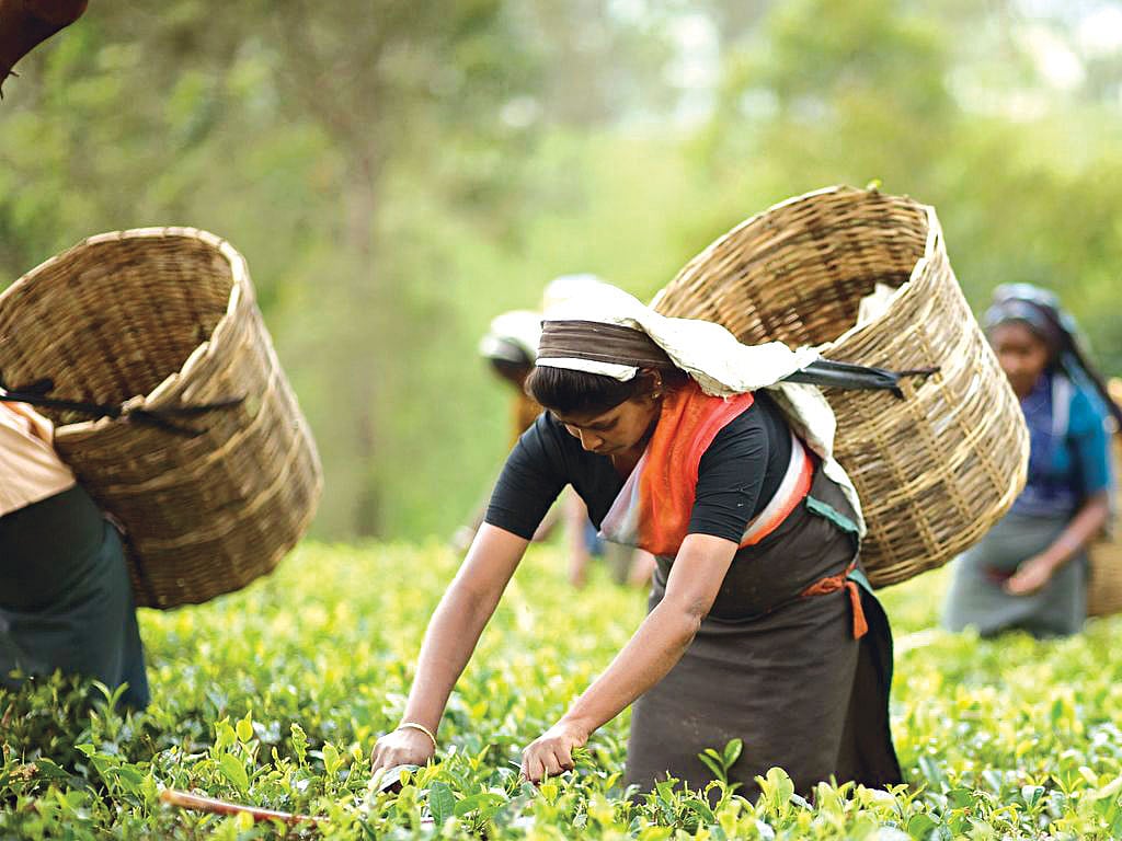 Two small tea growers from Assam awarded by Aspee Agricultural Research ...