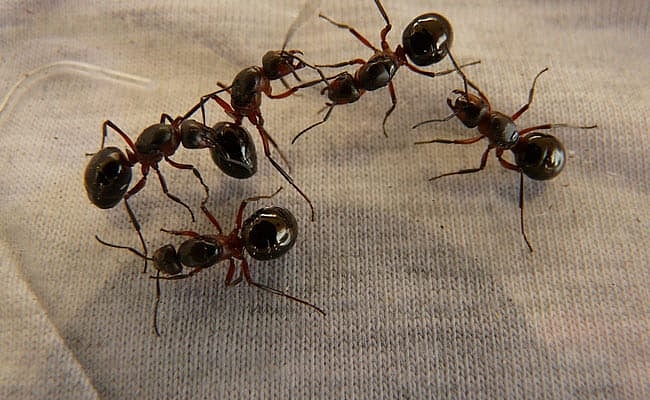 1,000 Ants Seized From Mail Parcel In China