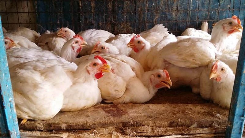 ‘Broiler Chicken Meat Safe For Human Consumption’ Says Prabin Neog