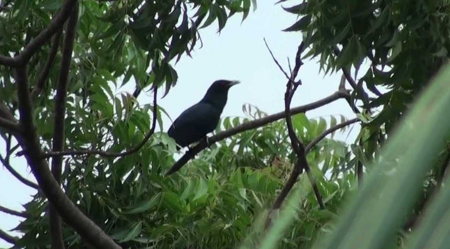 Listen to the song of the Kuli Sorai