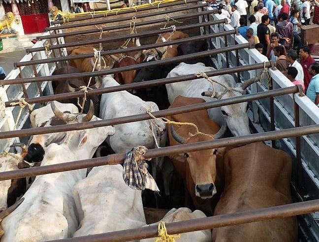 Jagiroad Police arrests two cattle smugglers with 41 cows near the ...