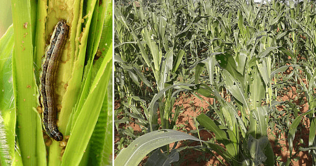 Fall Armyworm (FAW) Affects Growth Of Maize Crops In Arunachal Pradesh ...
