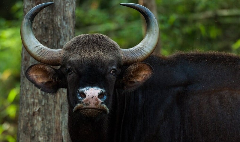 Three Indian Bisons create terror in villages of Manas National Park in ...
