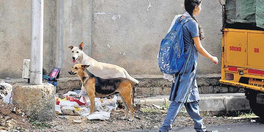 Stary Dog Menace On The Rise In Tawang, Arunachal Pradesh