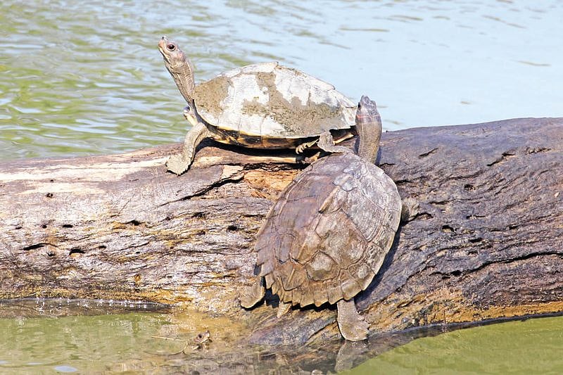 Assam Gets Maiden Official List of Threatened Animals & Plants