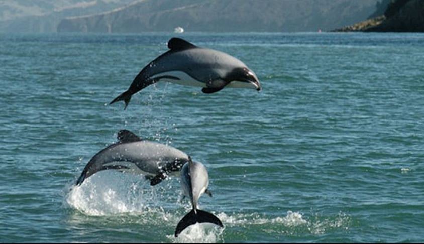 New Zealand unveils plan to protect endangered dolphin species