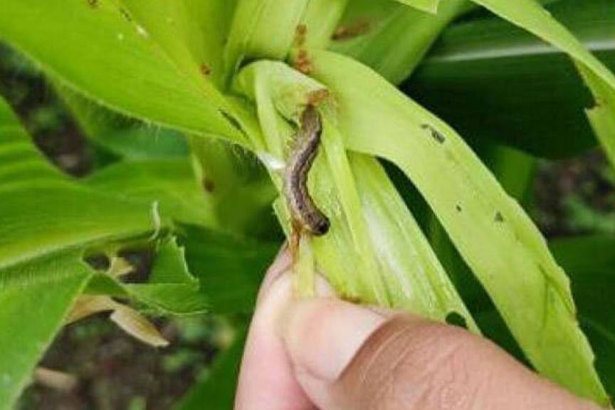 Mizoram government’s fight against insect attack on crops