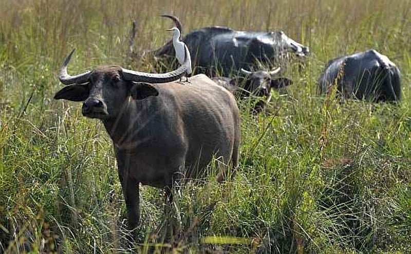Indian Bison Sighted Again At Nambor Wildlife Sanctuary