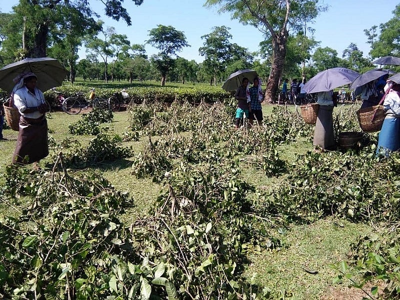 Miscreants slash 200 matured tea bushes in Rupai TE; Police register case