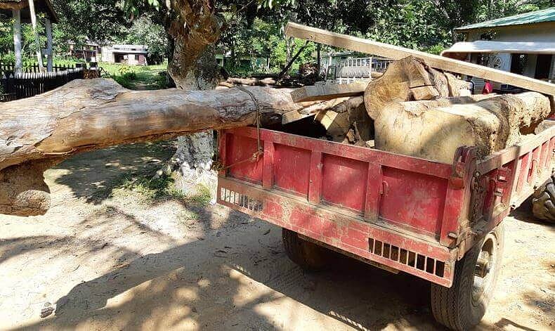 Sal and Teak Logs Worth Rs 2 lakh Seized in Boko