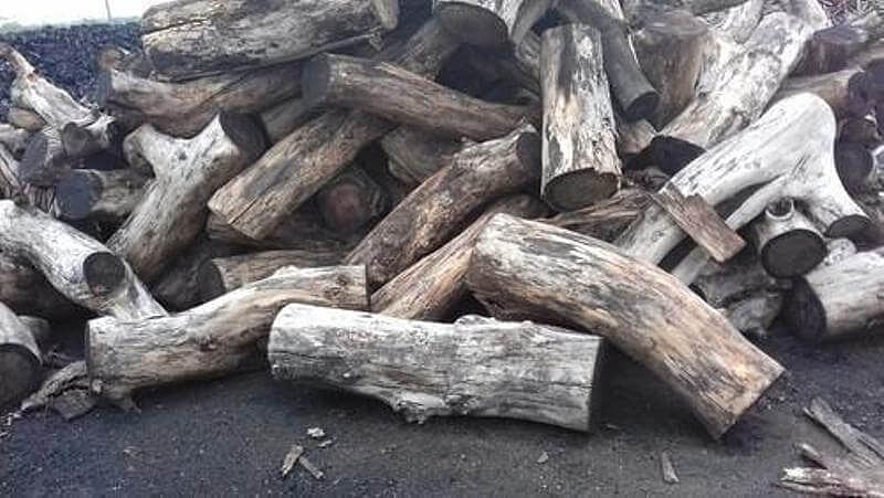 Lekhapani Forest department seized Hollong logs worth Rs 24 lakh in ...