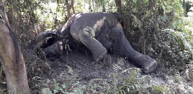 Elephant Carcass Recovered from Nambor-Doigrung Wildlife Sanctuary