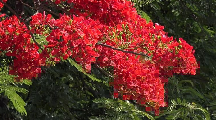 Mangaldai Town to be Decorated with Krishna Chura Trees