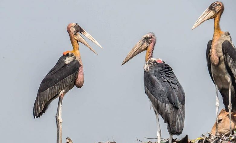 In a rare feat achieved in Assam Zoo, endangered species of stork are ...