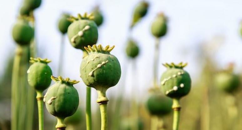 Chongkhow Villagers of Arunachal Pradesh resolve to stop Opium sale