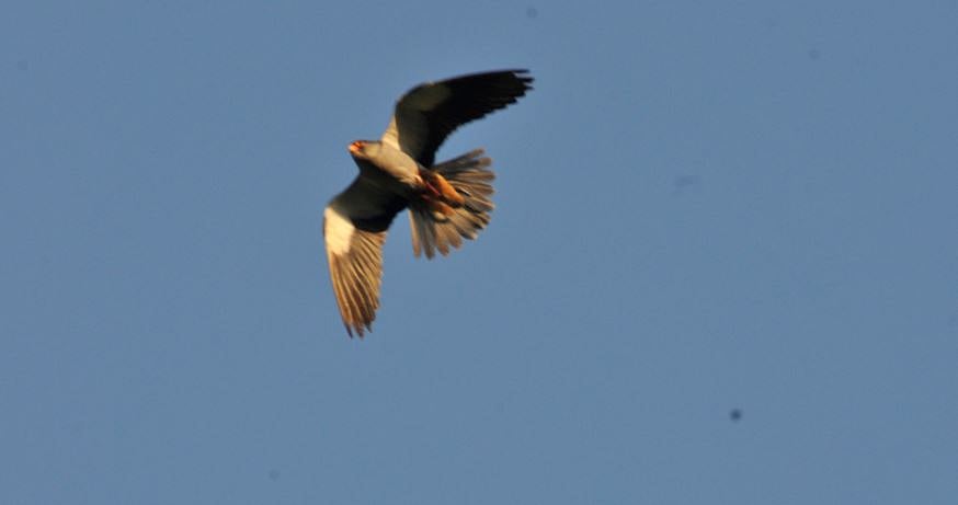 Bird Lovers Throng New Tumbung Village near Umrangso