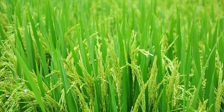 Tripura farmers cheer as paddy procurement begins