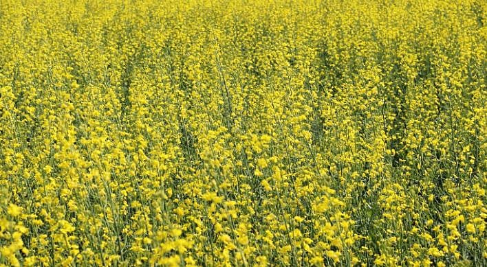 Distribution of rapeseed-mustard under zero tillage in Hailakandi district