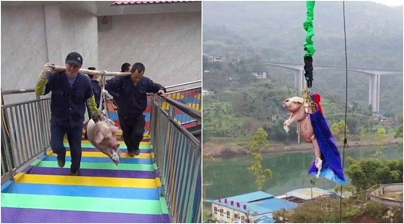 Chinese theme park forces pig to bungee jump off a 68-meter high tower