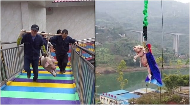 Chinese theme park forces pig to bungee jump off a 68-meter high tower