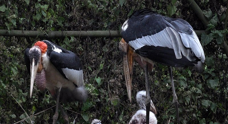Assam State Zoo-cum-Botanical Garden breeds Endangered Hargila