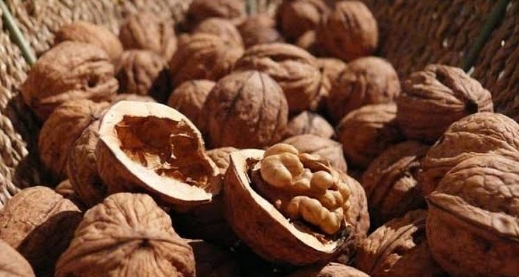 Eating Walnuts can help you stay sharper at old age: Study