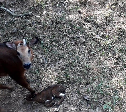 Assam zoo successfully breeds Himalayan serow calf through "breeding ...