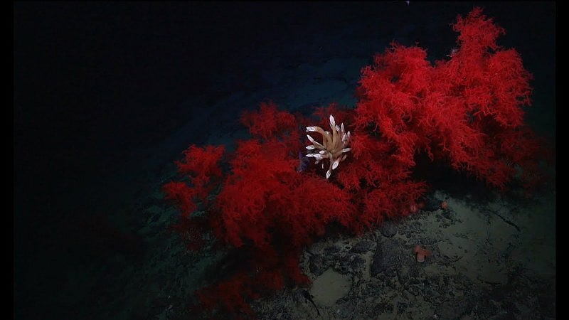 Deep-sea coral gardens discovered in mysterious canyons