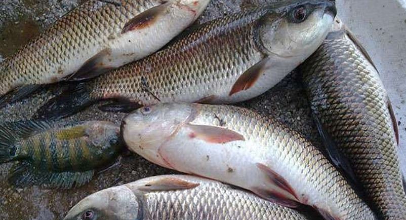 COVID-19 Lockdown: Door-to-door sell of fish in Guwahati from April 10 ...