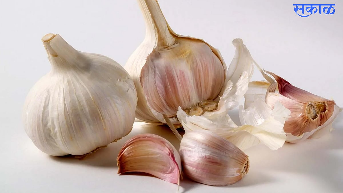 Benefits Of Garlic Peel : लसणाच्या साली फेकून देऊ नका, आधी तिचे फायदे वाचा