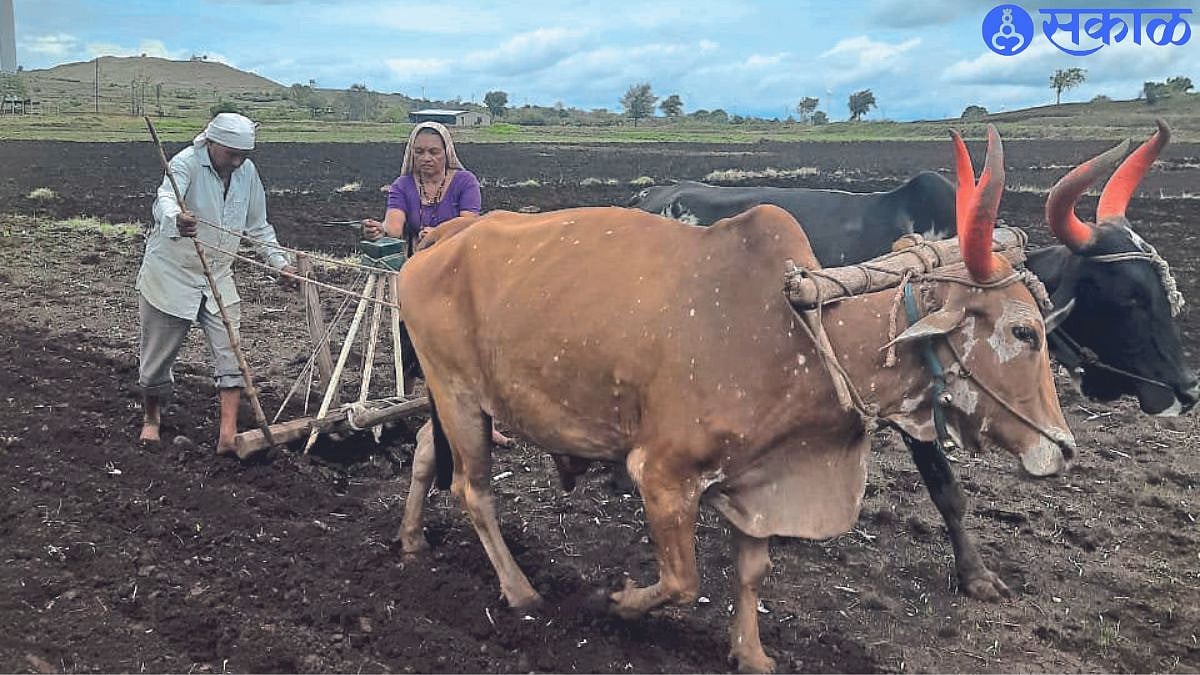 Jalgaon Rain News : अमळनेर शहरासह तालुक्यात पाऊस 200 पार! नदी-नाल्यांसह ...