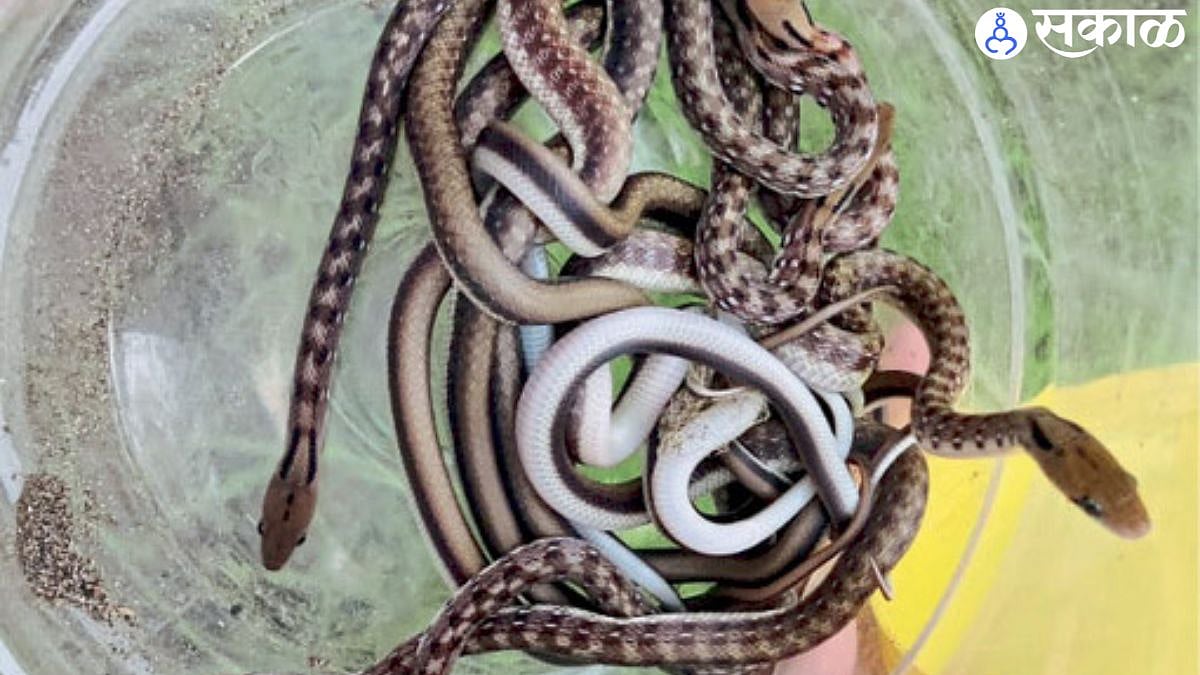 forest department got success in preserve snake eggs and birth baby ...
