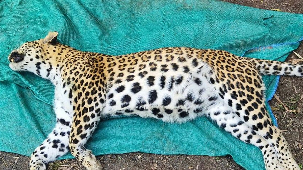 Leopard Death : बिबट्याने केलेल्या हल्ल्यात दीड वर्षाच्या बिबट मादीचा ...